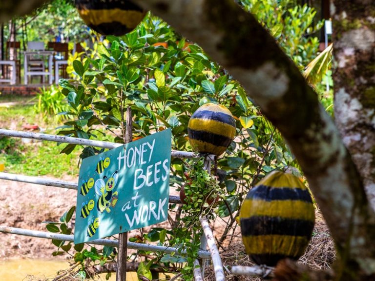 Discover Phu Quoc bee farm: Natural honey & eco tour